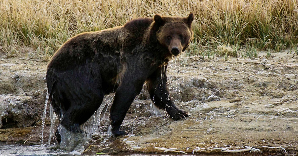 Grizzlies return to Washington? Plan offers for restoring grizzlies ...