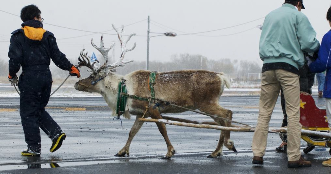 Domino's Japan is training reindeer to deliver pizzas this winter - CBS ...