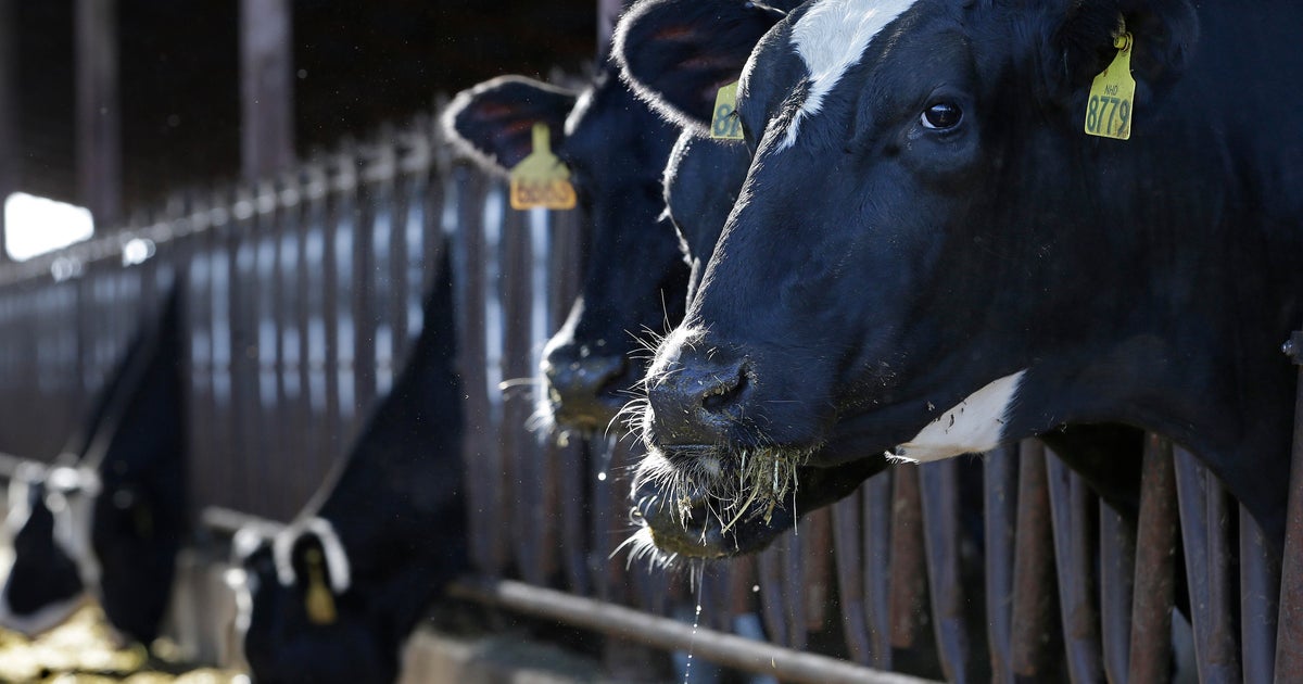 California's next global warming target: dairy cows - CBS News