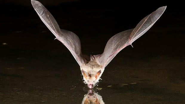 Nature up close: Great Basin National Park - CBS News
