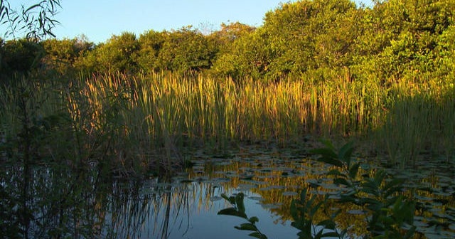 Inside the effort to protect Florida's Everglades - CBS News
