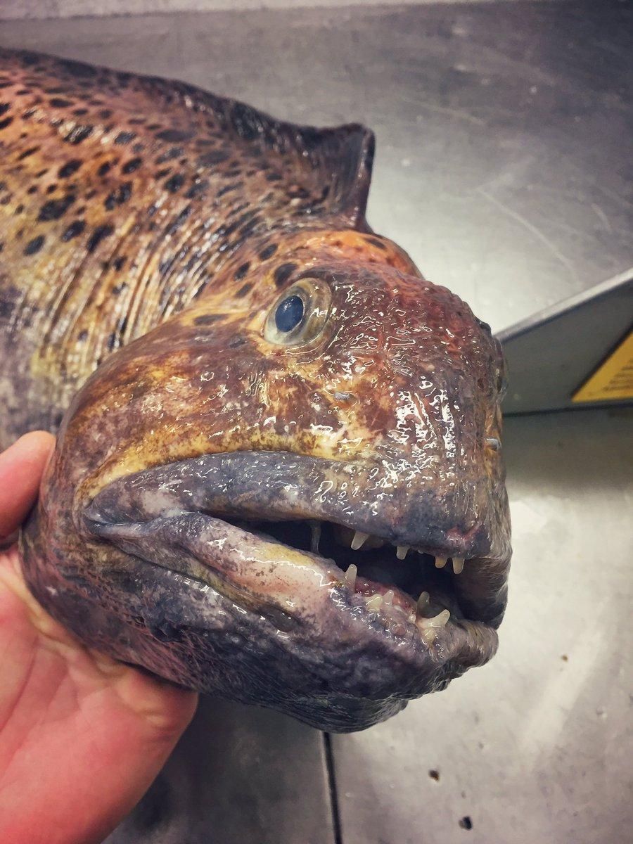 Crazy-looking fish from the deep sea