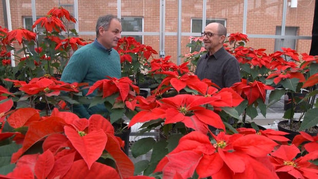 The season for Poinsettias - CBS News