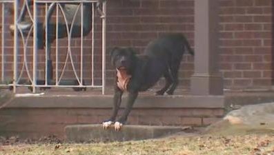 Child dies, two others hurt after pit bulls attack kids on way to ...