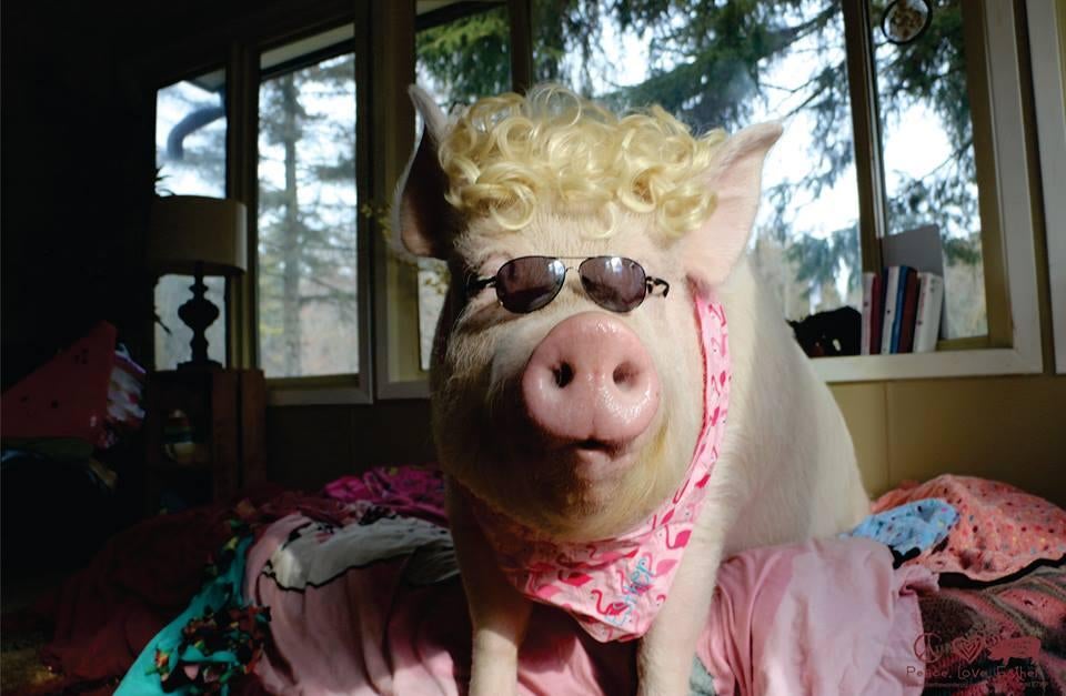 Meet Esther the Wonder Pig: Family adopts "micro pig," then it grows to ...