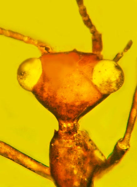 "Alien-looking" insect found trapped in amber - CBS News