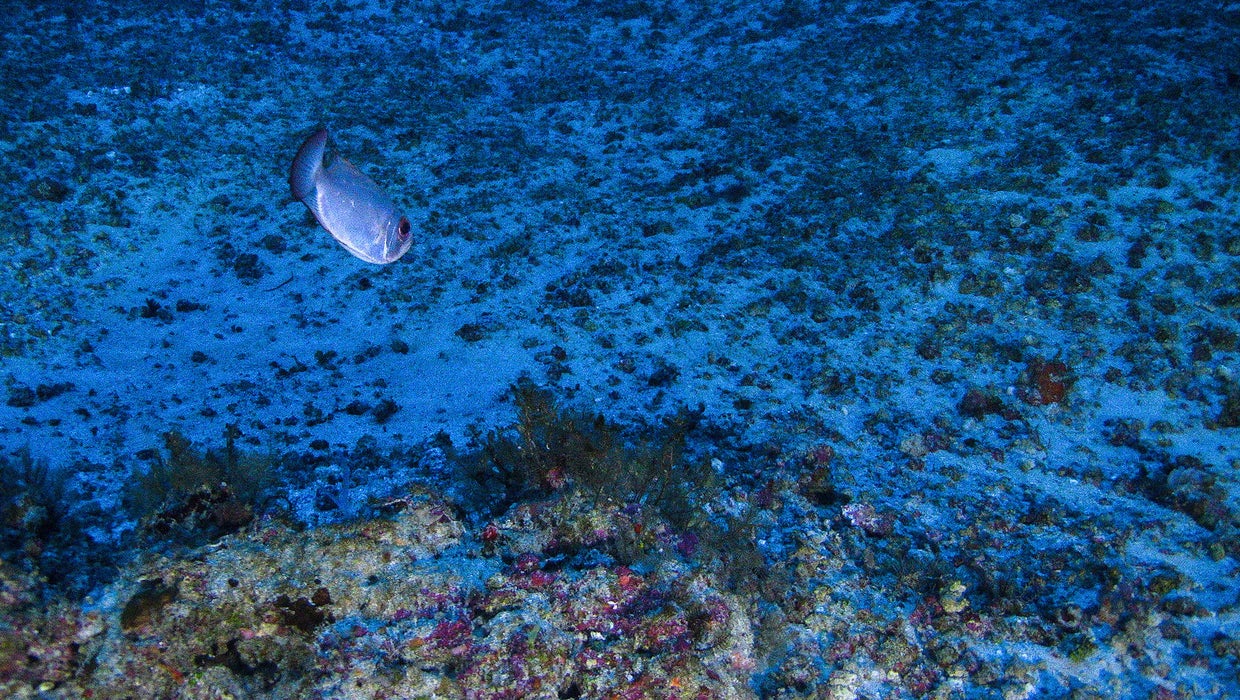 Amazing Amazon Reef