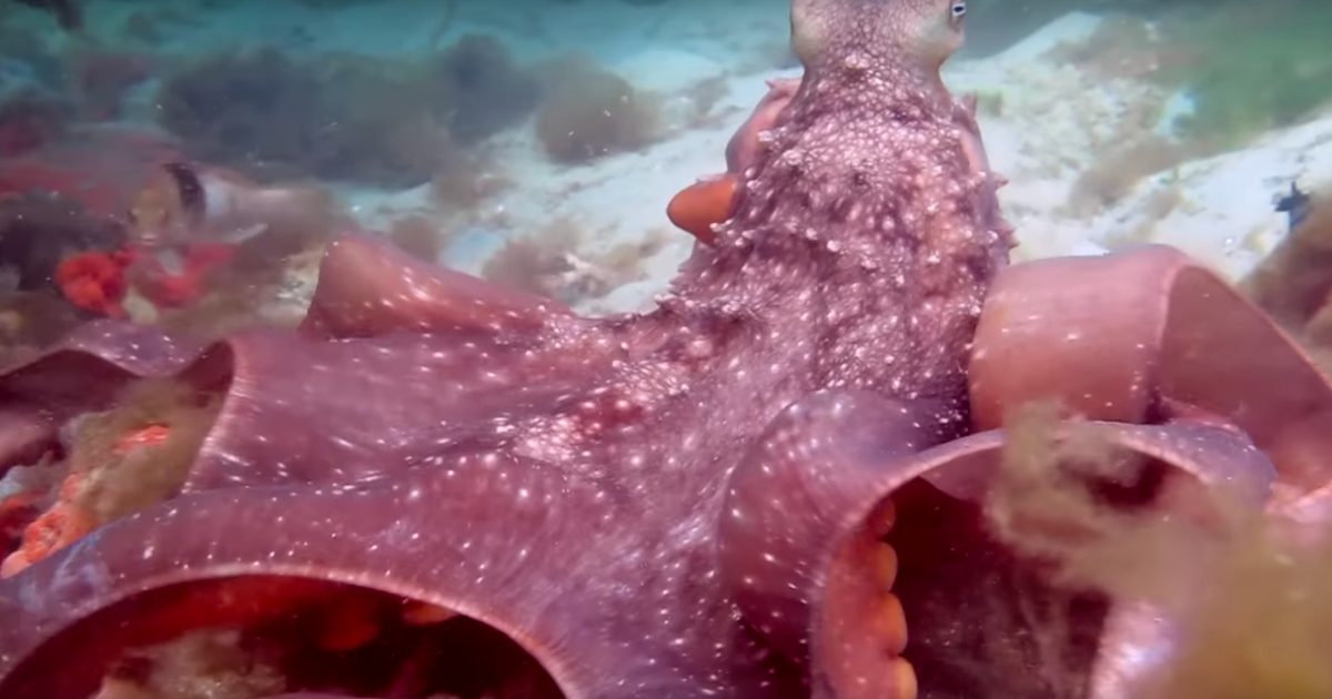 octopus overdramatic