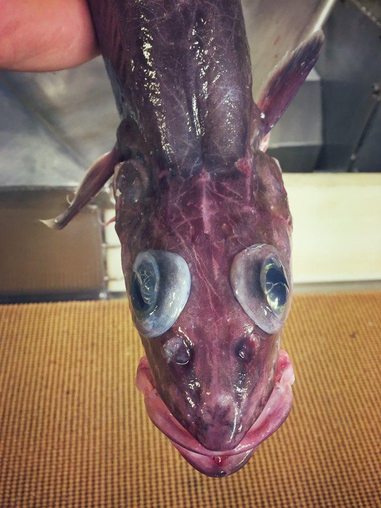 Crazy-looking fish from the deep sea