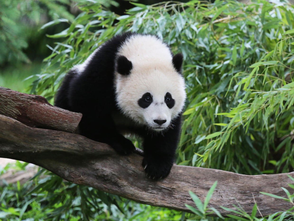 Bao Bao the panda prepares for move to China from the National Zoo in ...