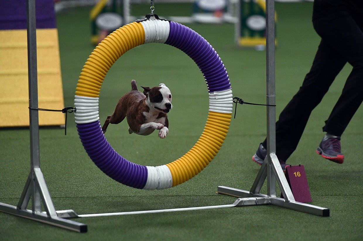 Westminster Kennel Club Dog Show 2017