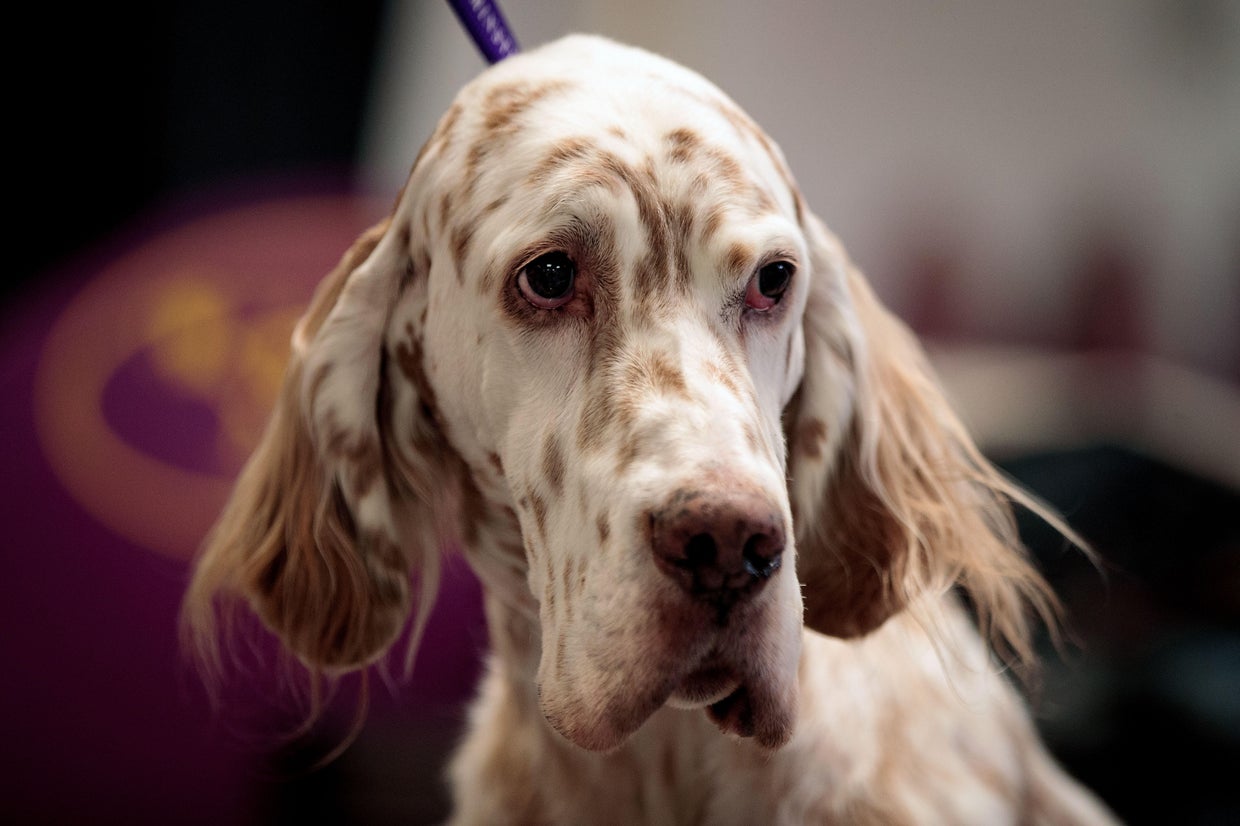 Westminster Kennel Club Dog Show 2017