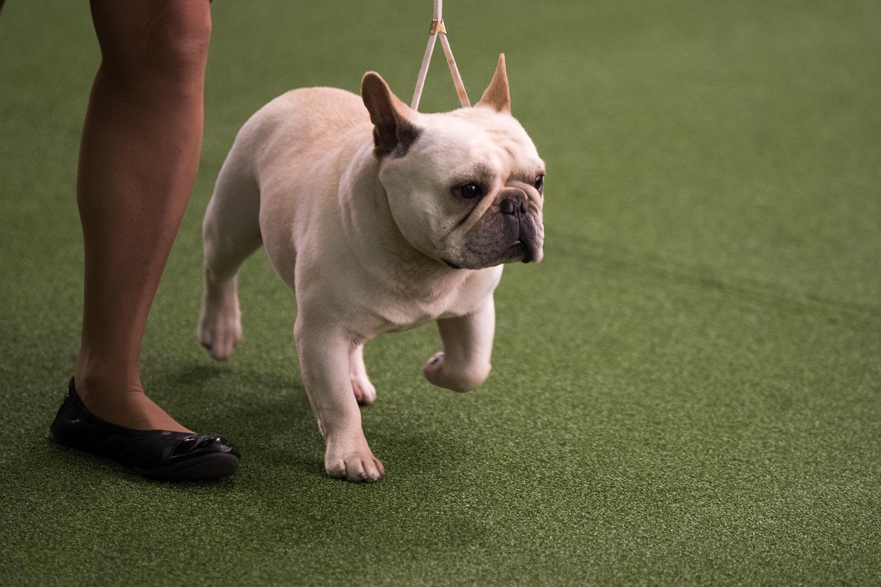 Westminster Kennel Club Dog Show 2017