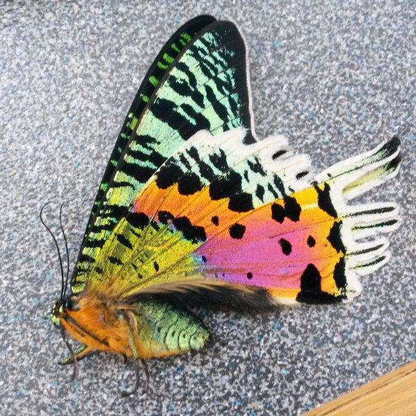 #bestcarcass dead animal photos you cannot unsee (GRAPHIC IMAGES)