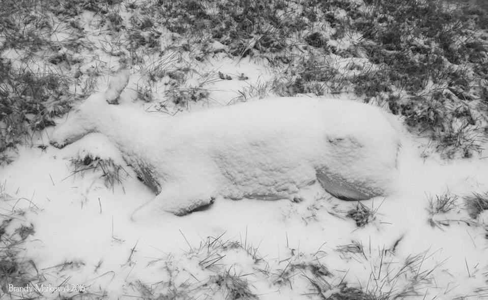 #bestcarcass dead animal photos you cannot unsee (GRAPHIC IMAGES)