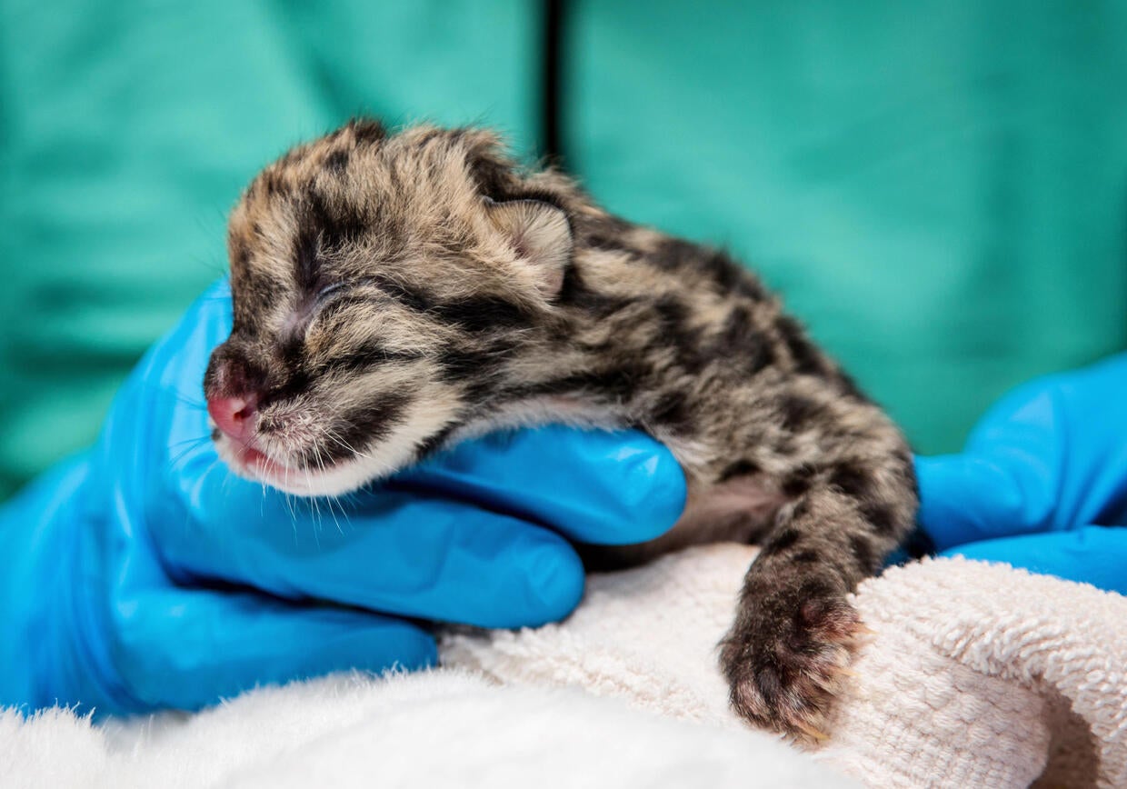 Adorable clouded leopard cub makes history - CBS News
