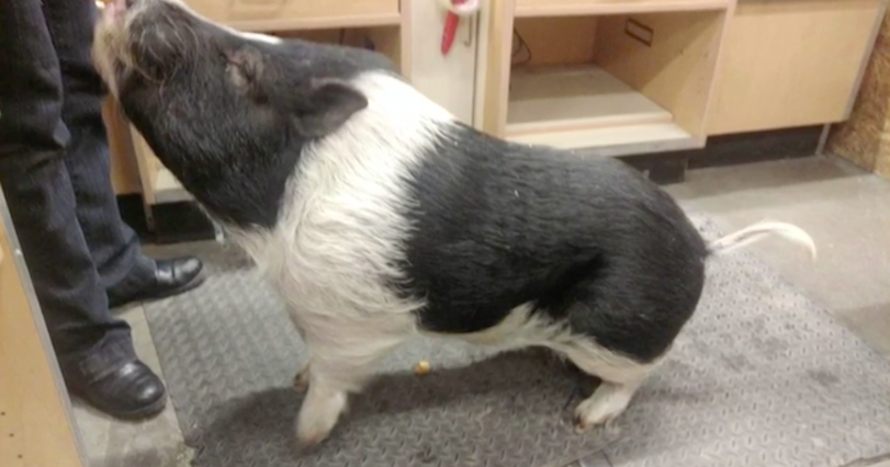 Wind blows down little pig's house, so pig takes a trip to Home Depot ...
