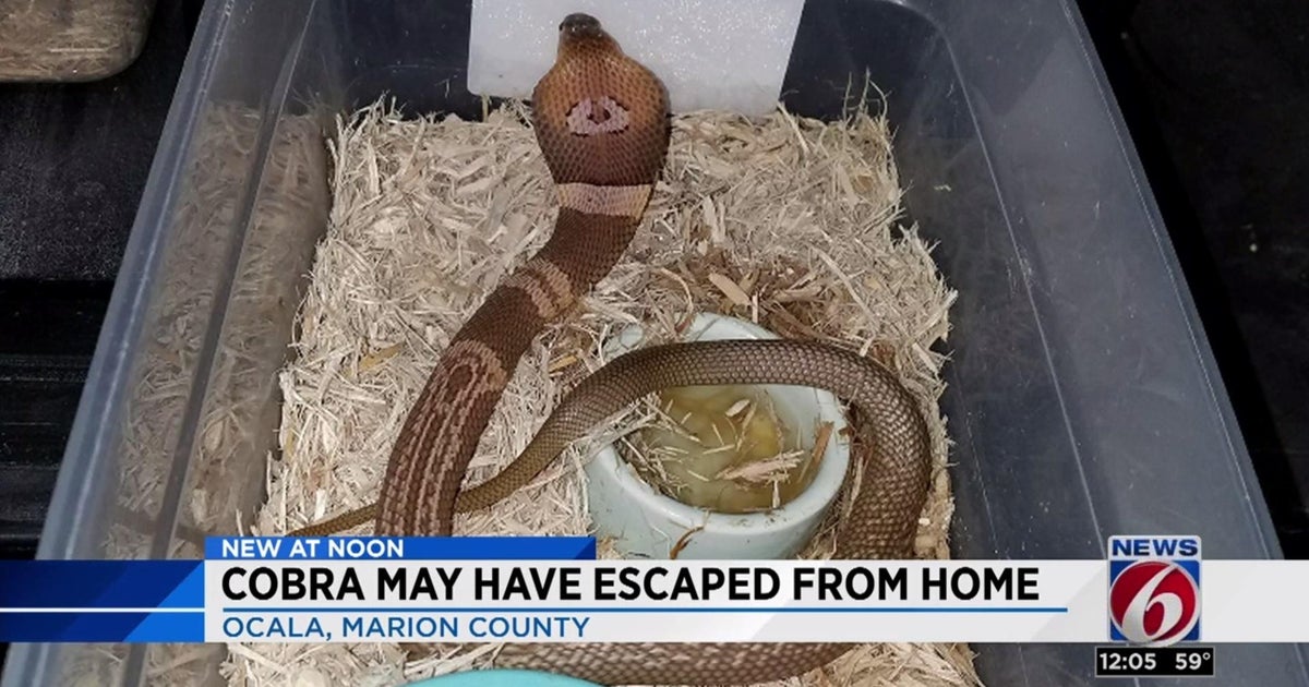Venomous cobra may be on the loose in Florida neighborhood - CBS News