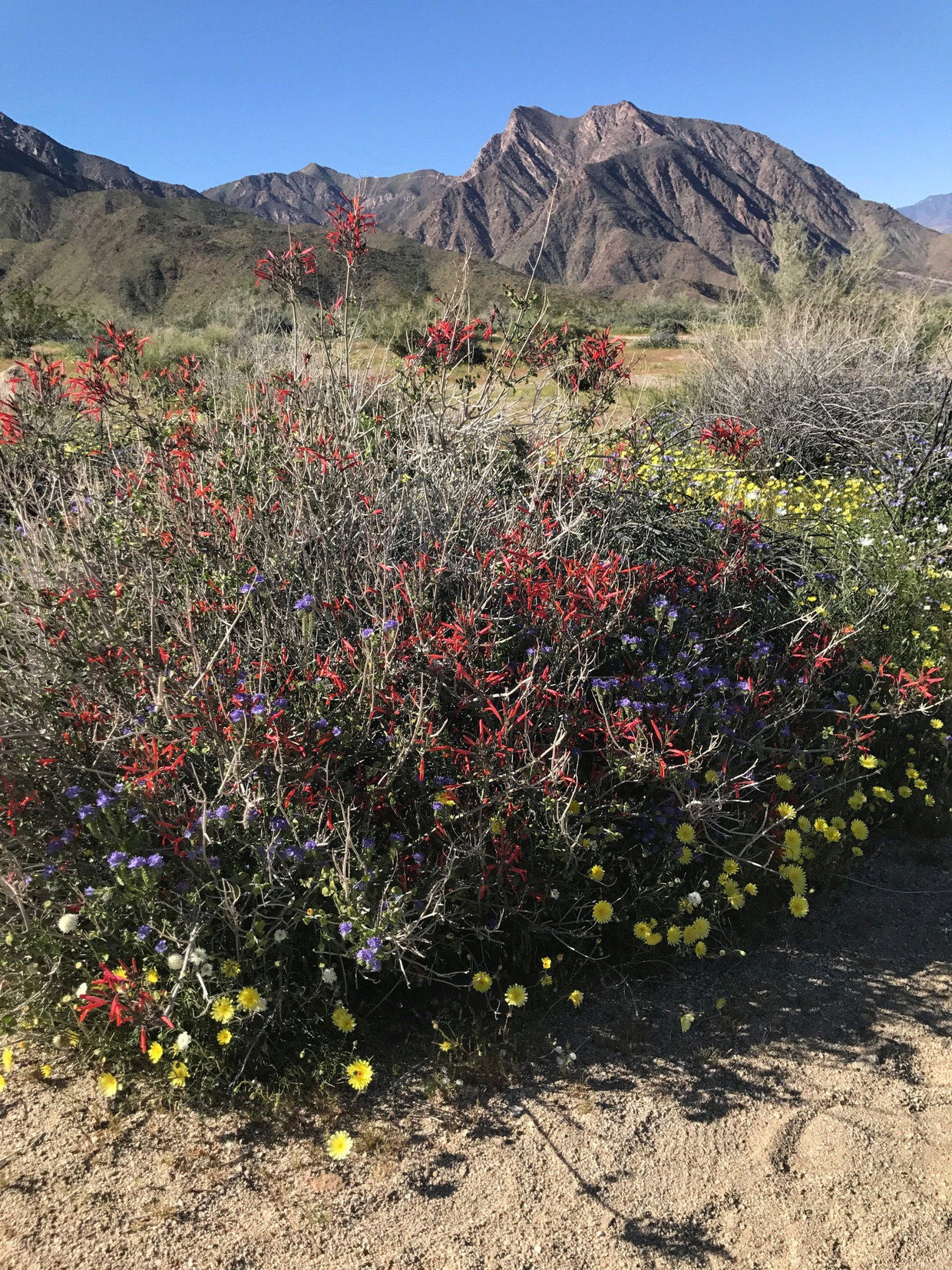 Super bloom: Spectacular spring flowers of 2017