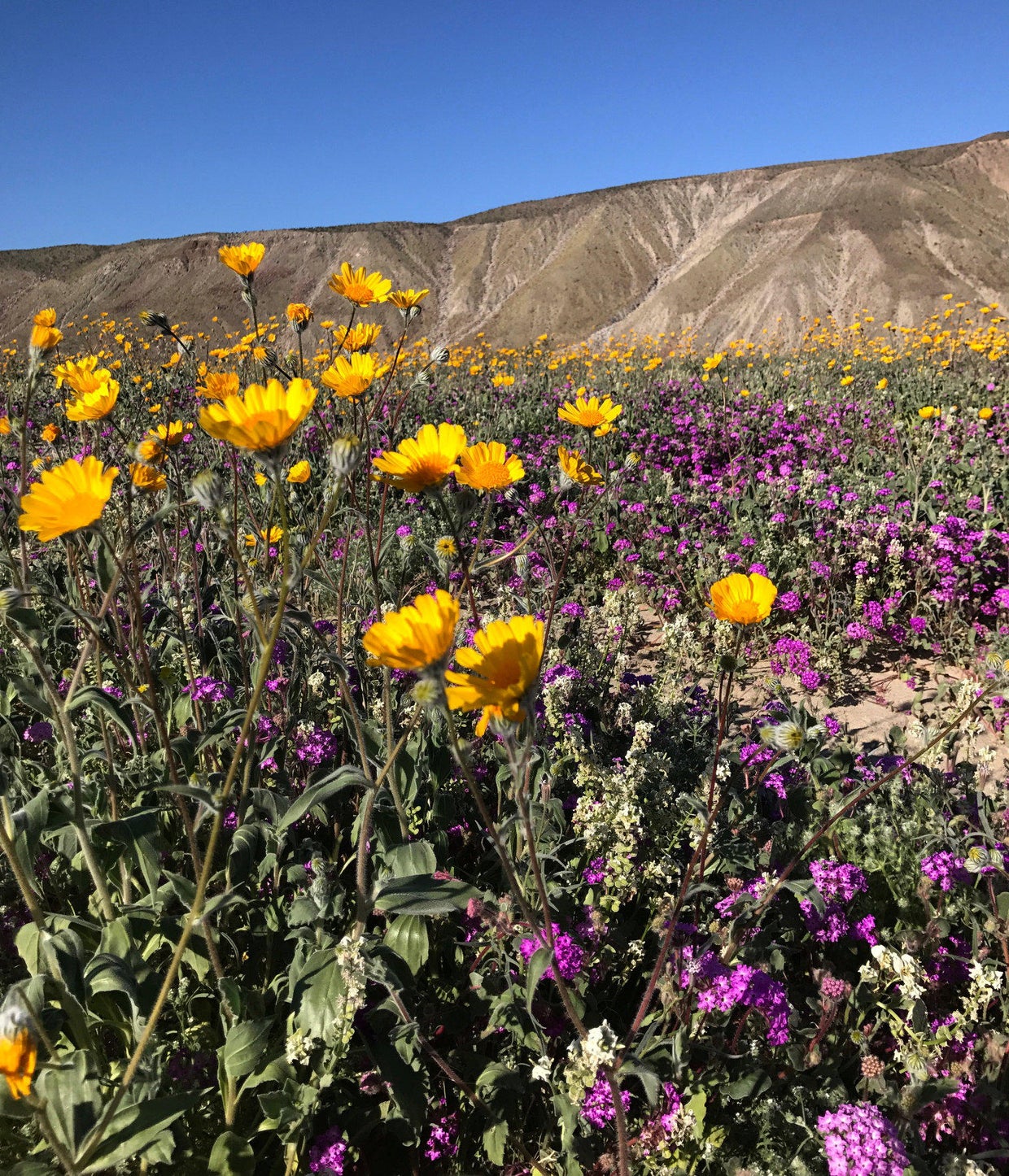 Super bloom: Spectacular spring flowers of 2017