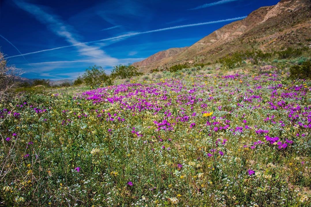 Super bloom: Spectacular spring flowers of 2017