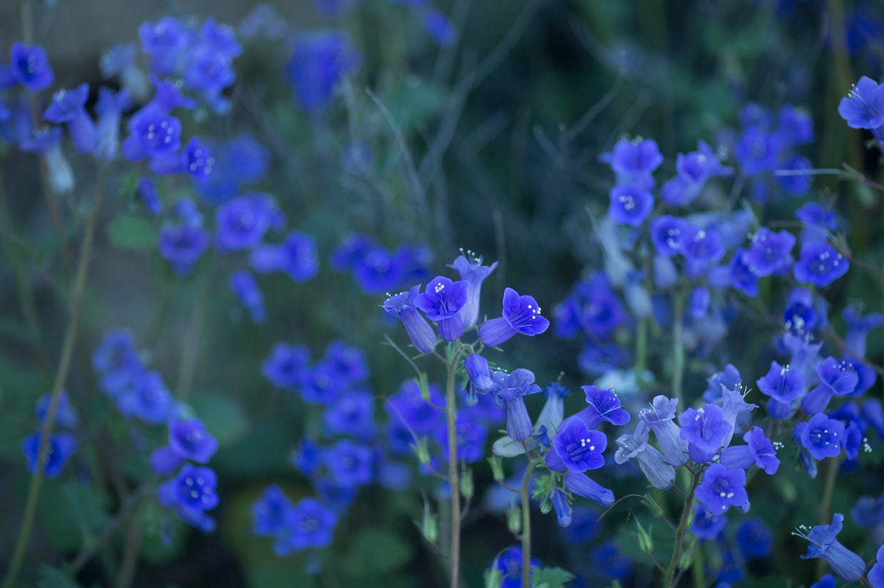 Super bloom: Spectacular spring flowers of 2017