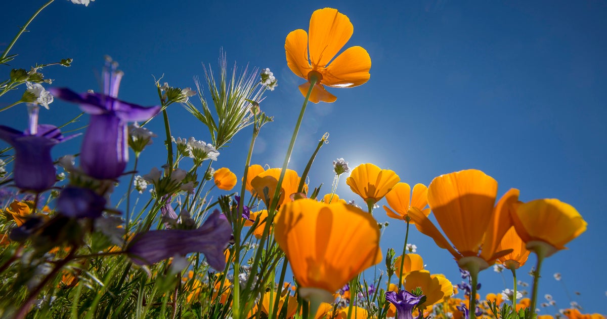 Super bloom: Spectacular spring flowers of 2017