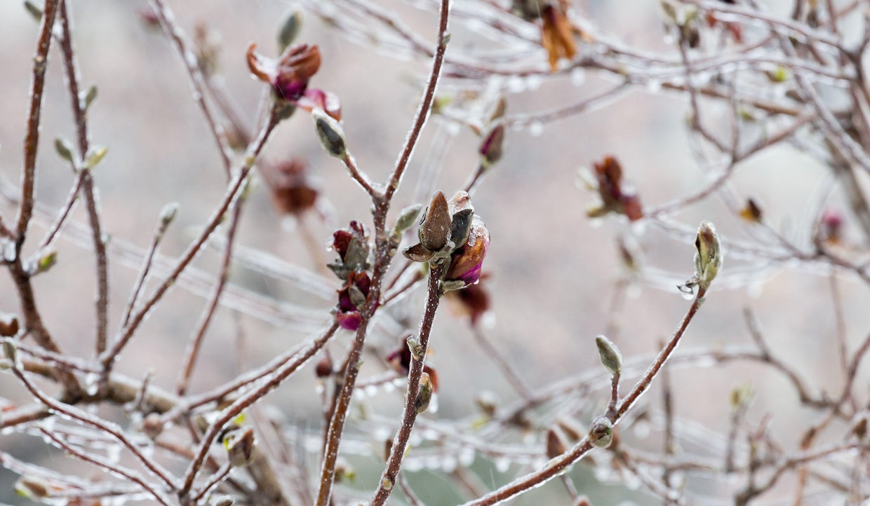 Super bloom: Spectacular spring flowers of 2017