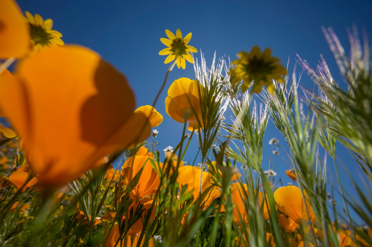 Super bloom: Spectacular spring flowers of 2017
