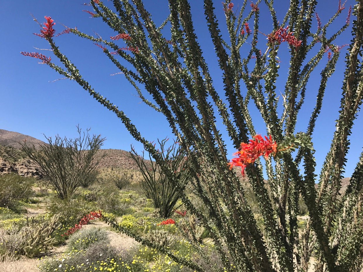 Super bloom: Spectacular spring flowers of 2017