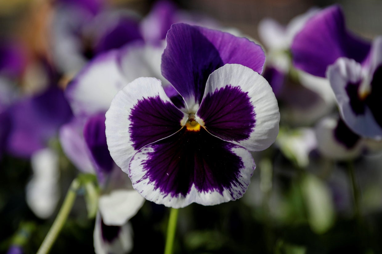 Super bloom: Spectacular spring flowers of 2017