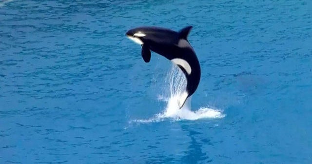 SeaWorld CEO Joel Manby on creating "meaningful" park experience for ...