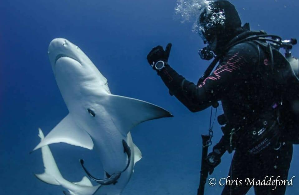Fearless diver pulls giant hook out of shark's belly - CBS News