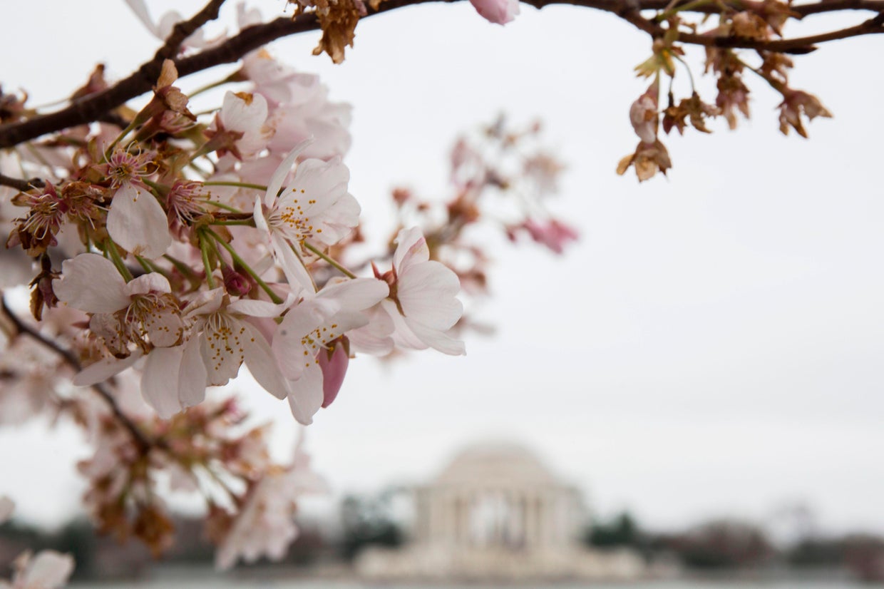 Super bloom: Spectacular spring flowers of 2017