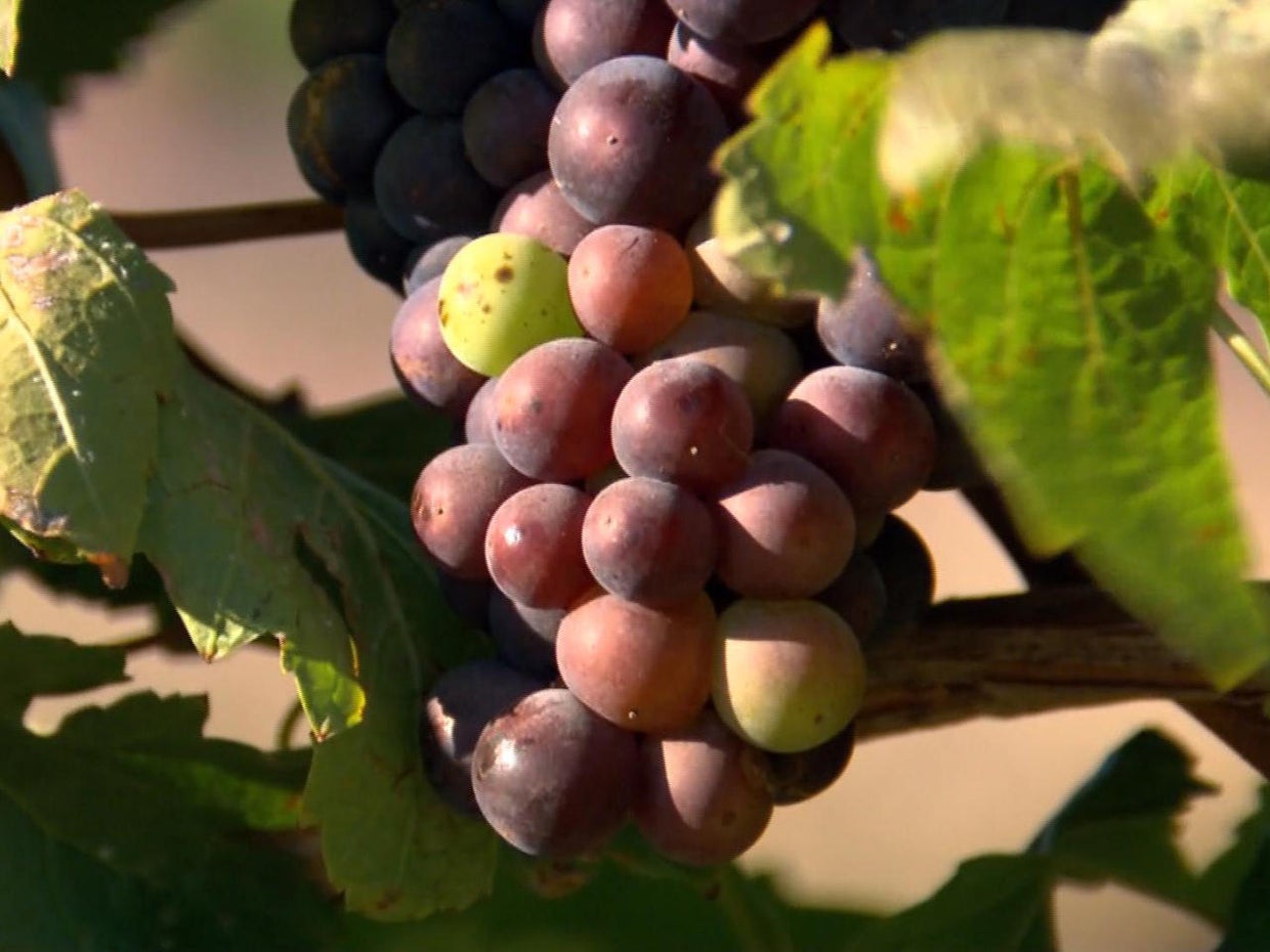 A vineyard’s winged protectors - CBS News