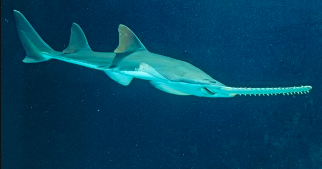 Amazing tales of virgin births in the animal kingdom