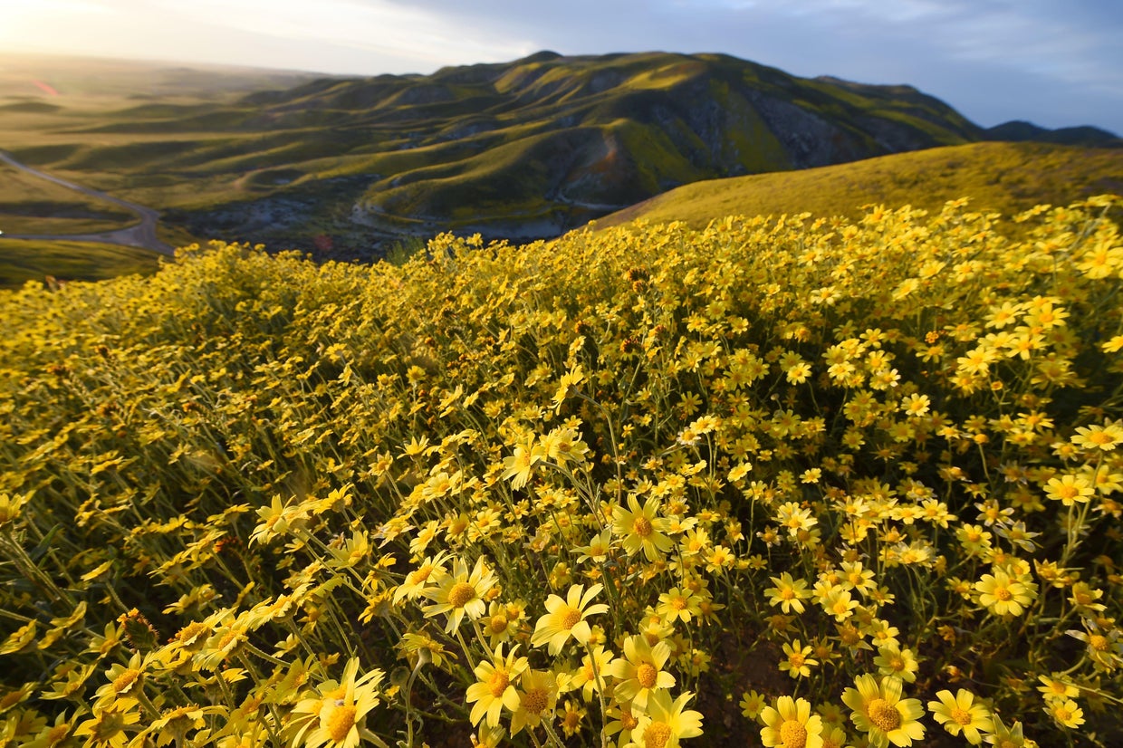 Super bloom: Spectacular spring flowers of 2017