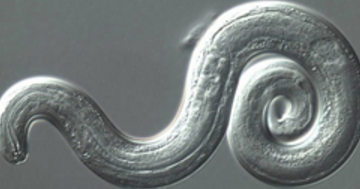 Hawaii sees spike in brain-infecting parasite - CBS News