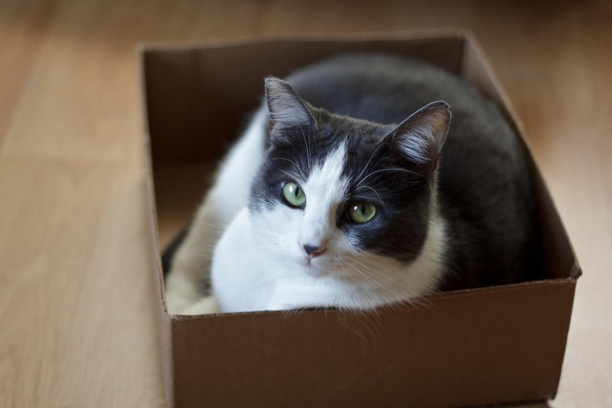 #CatSquare explained: Why cats can't resist thinking inside the box ...