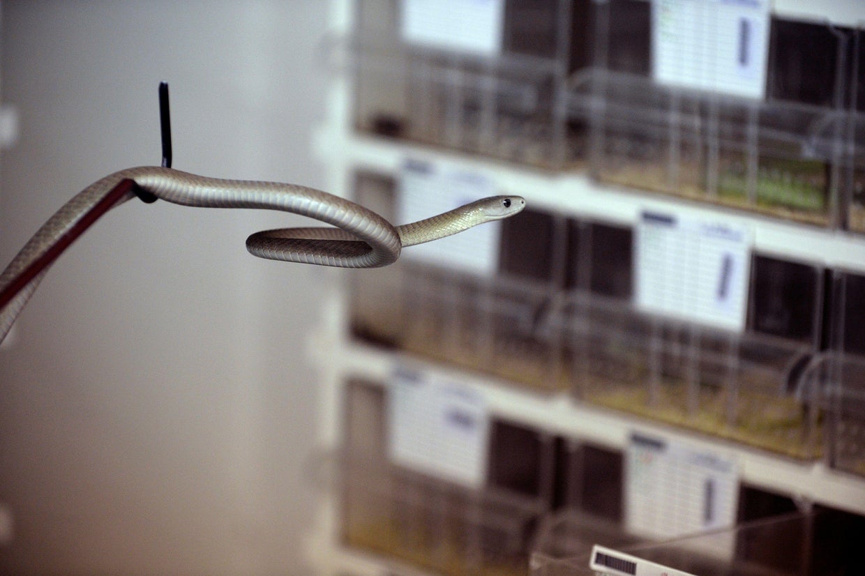 Insane snake attacks (WARNING: GRAPHIC IMAGES)