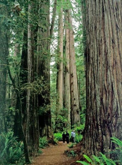 Nature up close: Redwood magic - CBS News