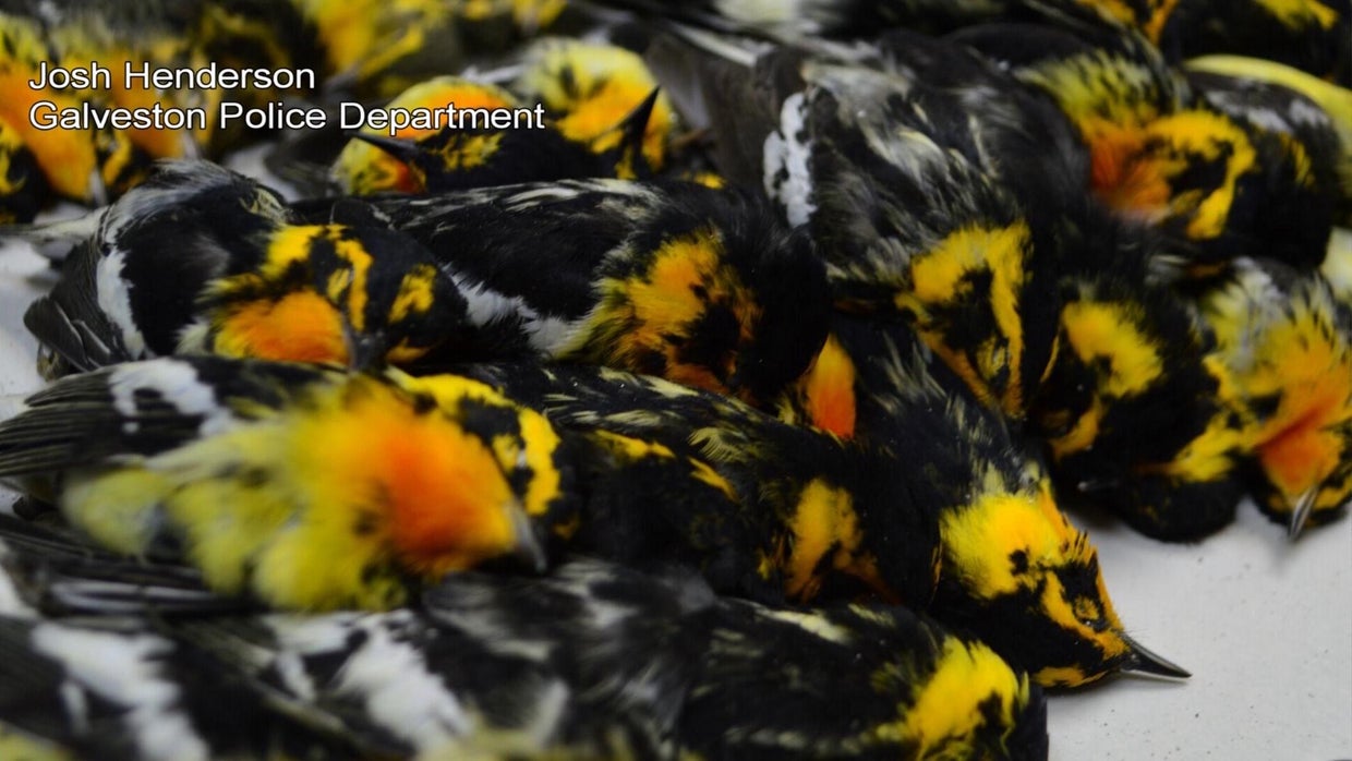 395 birds found dead after slamming into skyscraper - CBS News