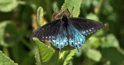 Meet the "butterfly whisperer" behind rare species' comeback - CBS News