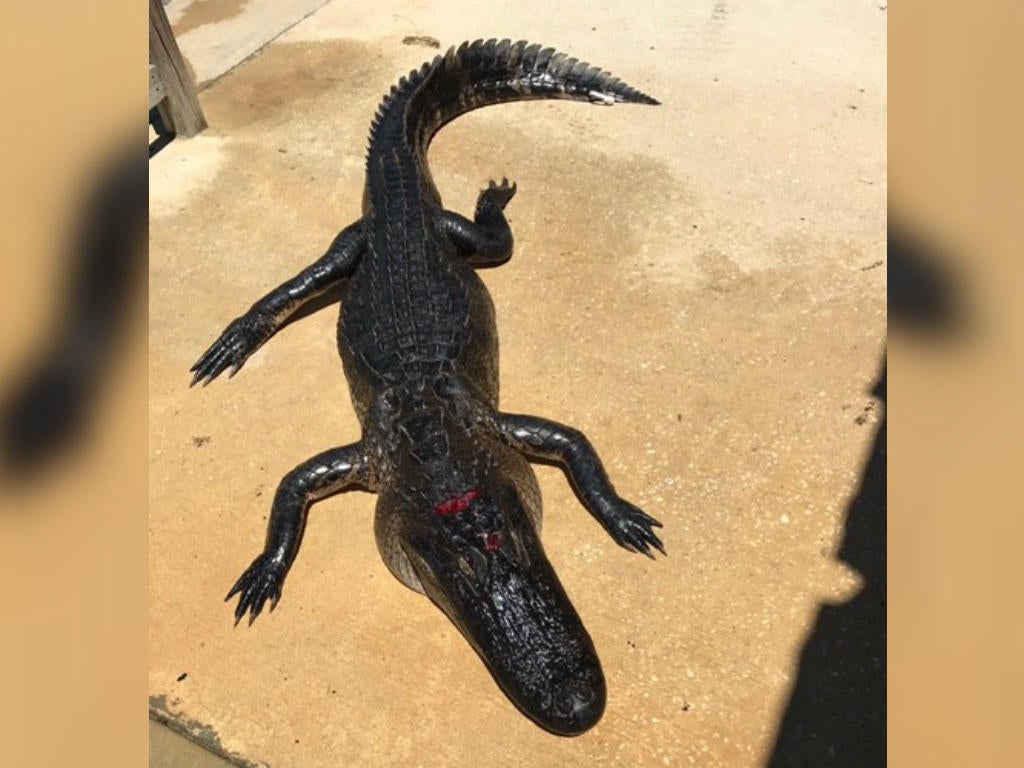 Girl survives alligator bite in shallow lake water at Florida park ...