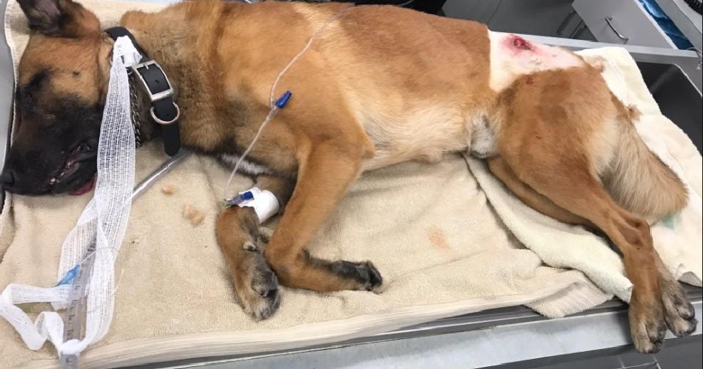 Hero police dog shot, credited with taking bullet meant for officer ...