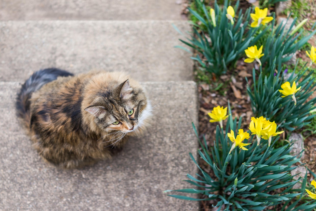 Meet the most expensive cat breeds in America