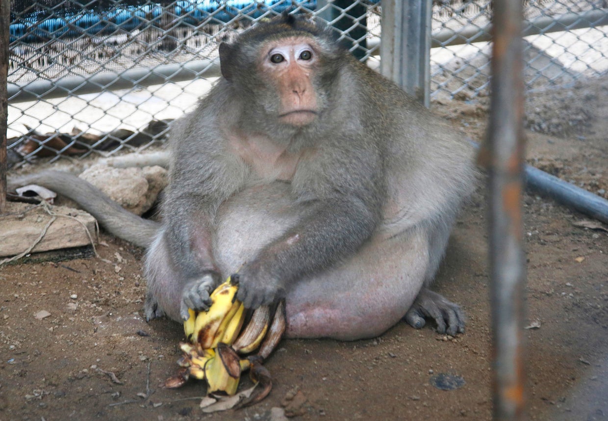 Uncle Fat, morbidly obese monkey in Thailand, put on strict no-junk ...