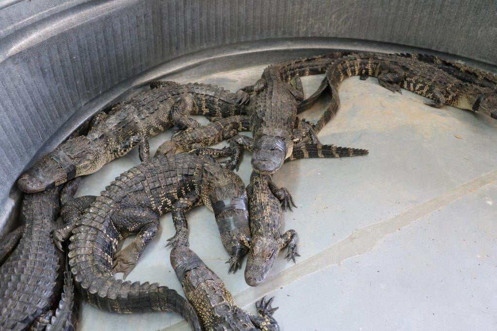 Florida undercover gator farm operation nabs 9 men on 44 felony charges ...