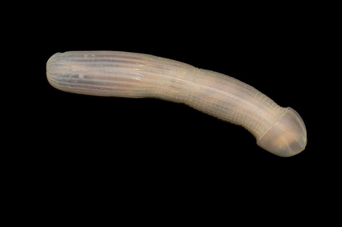 Trove of new horror species discovered in Australian abyss - CBS News