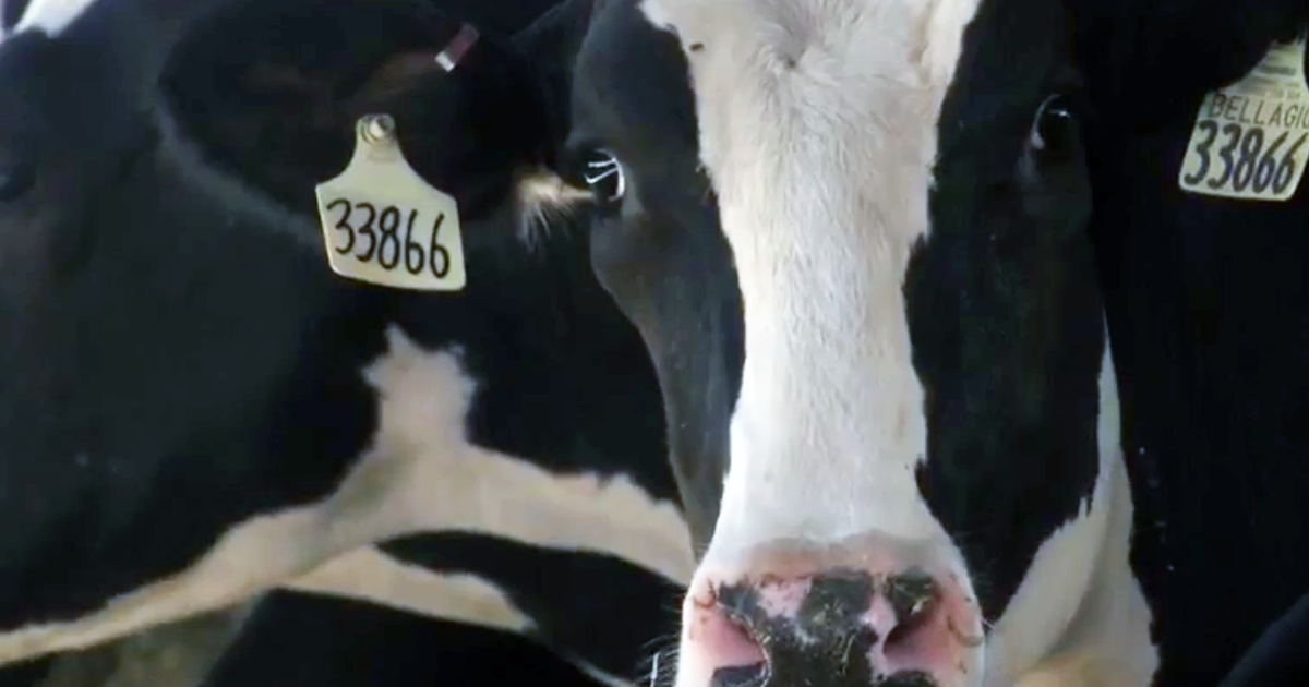 Cows linked to E. coli lettuce outbreaks that sickened nearly 200 - CBS ...